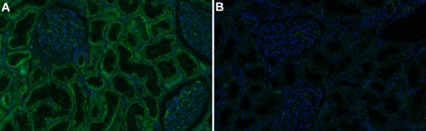 Anti-Biotin Antibody, clone 8H6.8 | MABS2321-100UG